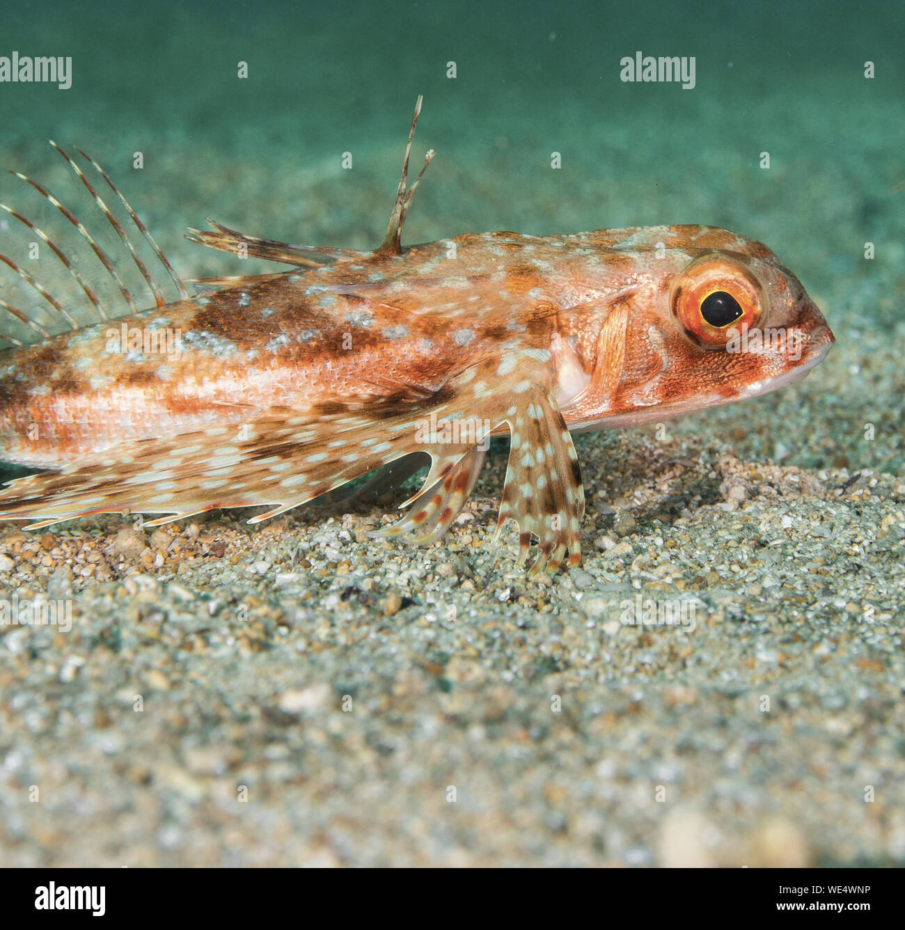 Fish cannon hi-res stock photography and images - Alamy