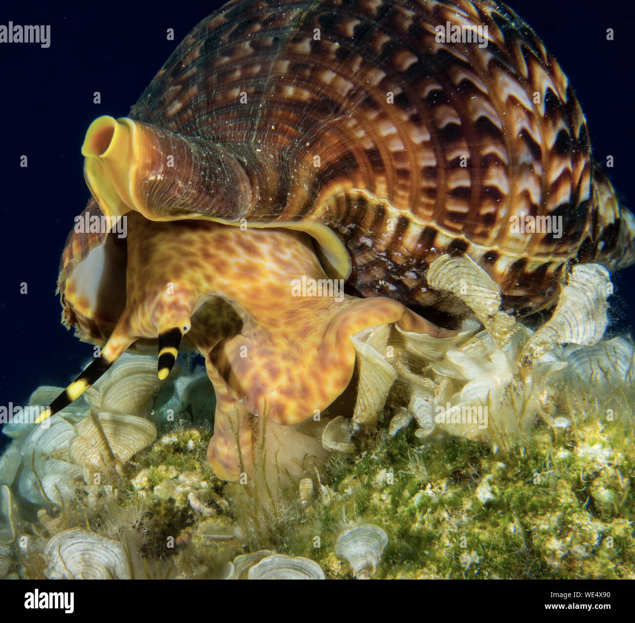 Trumpet triton hi-res stock photography and images - Alamy