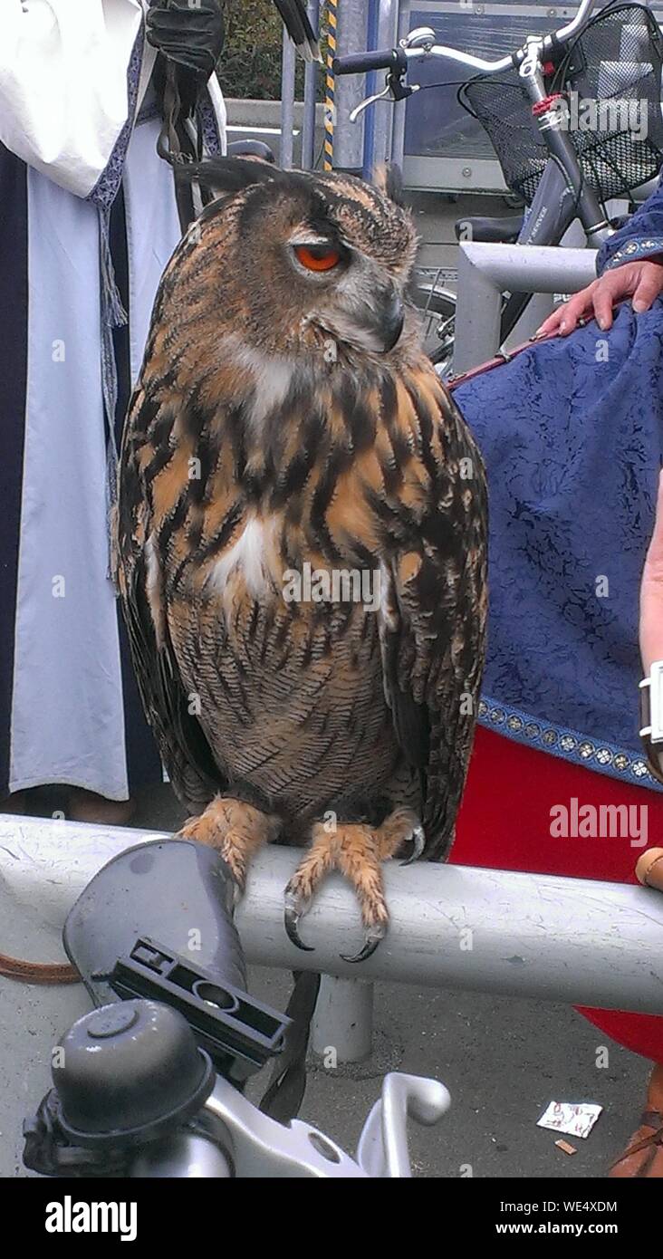 Full body owl hi-res stock photography and images - Alamy