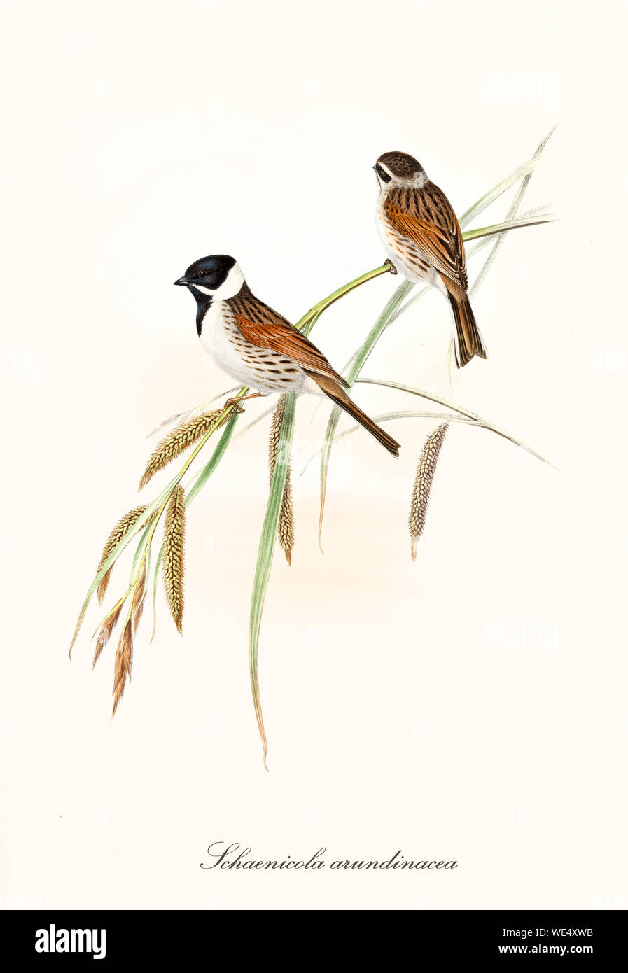 Hand colored hi-res stock photography and images - Alamy