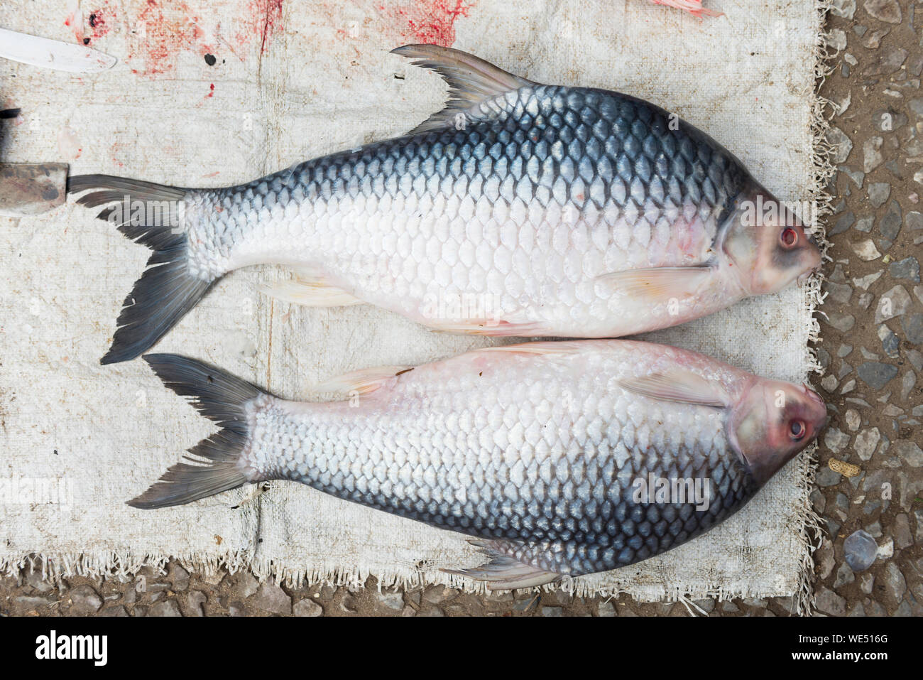 Side fish hi-res stock photography and images - Alamy