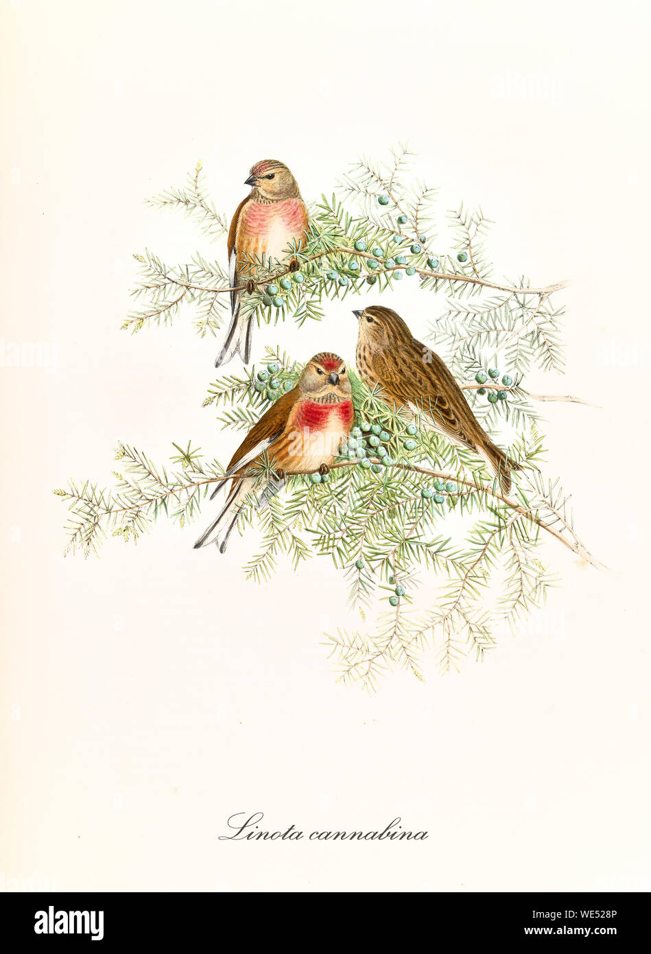 Three little cute sparrows on a single pine branch. Vintage hand ...