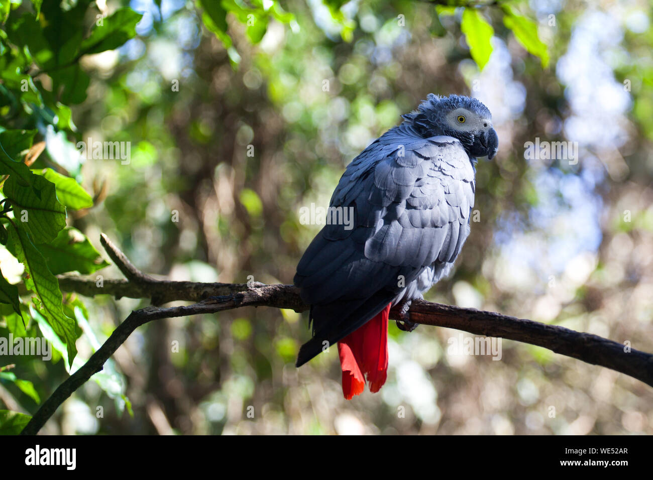 African grey parrot or Psittacus erithacus on green tree close up, gray ...