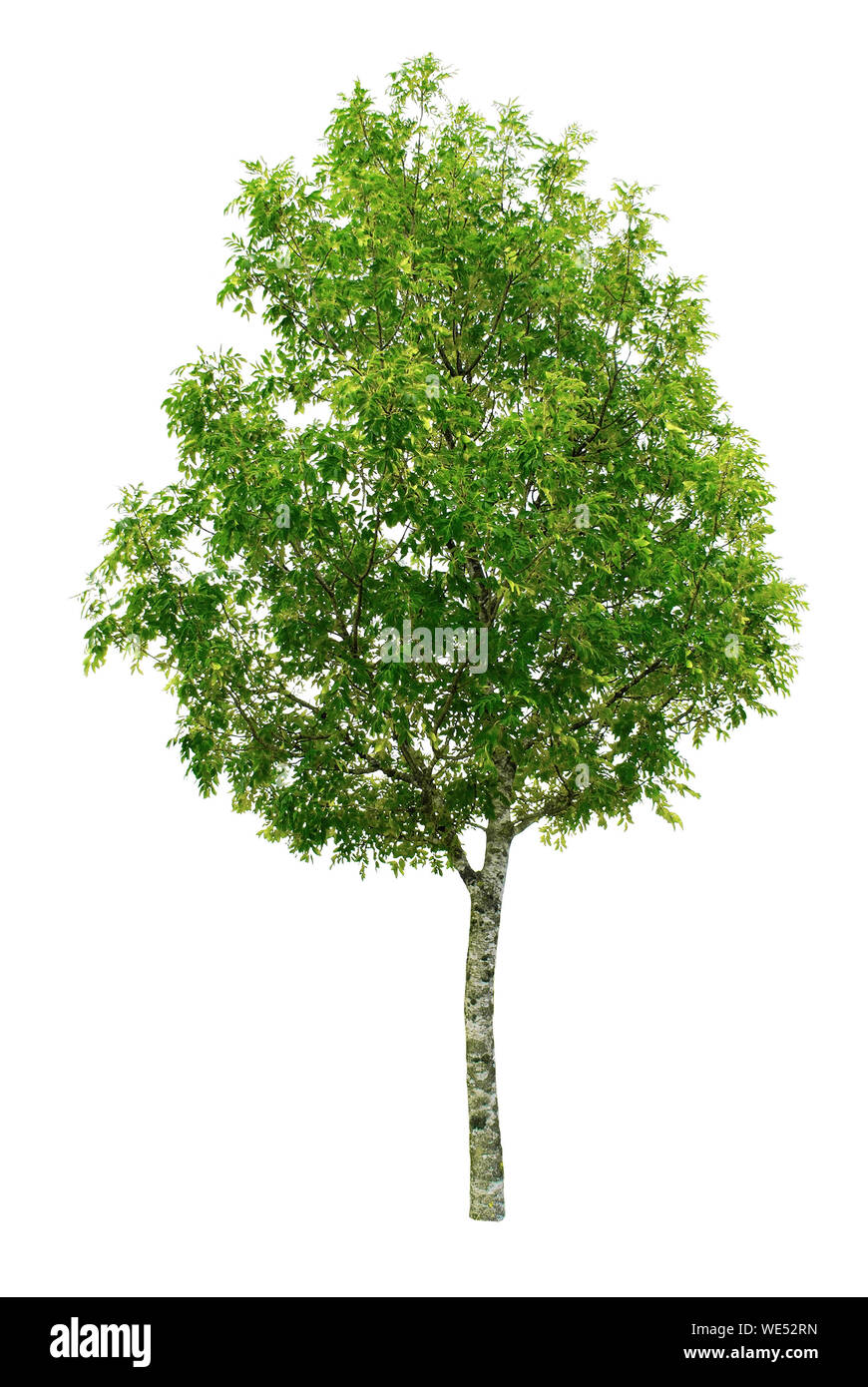 Green background large leaves Cut Out Stock Images & Pictures - Alamy