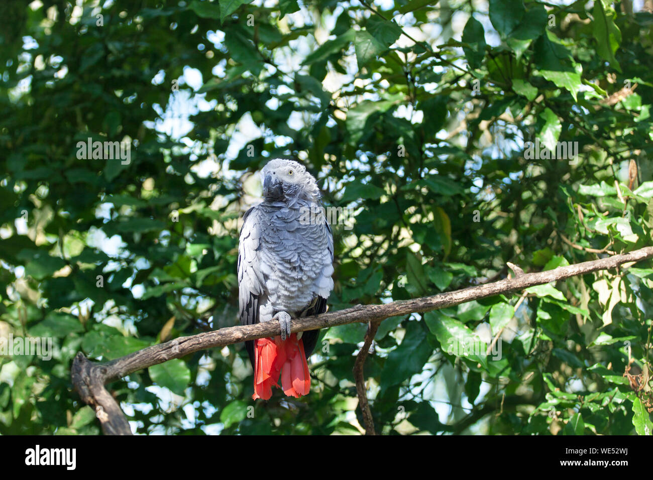 African grey parrot or Psittacus erithacus on green tree close up, gray ...