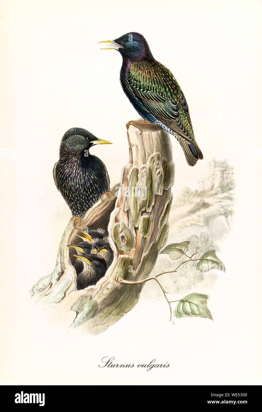 Vintage illustration drawing starling bird hi-res stock photography and ...