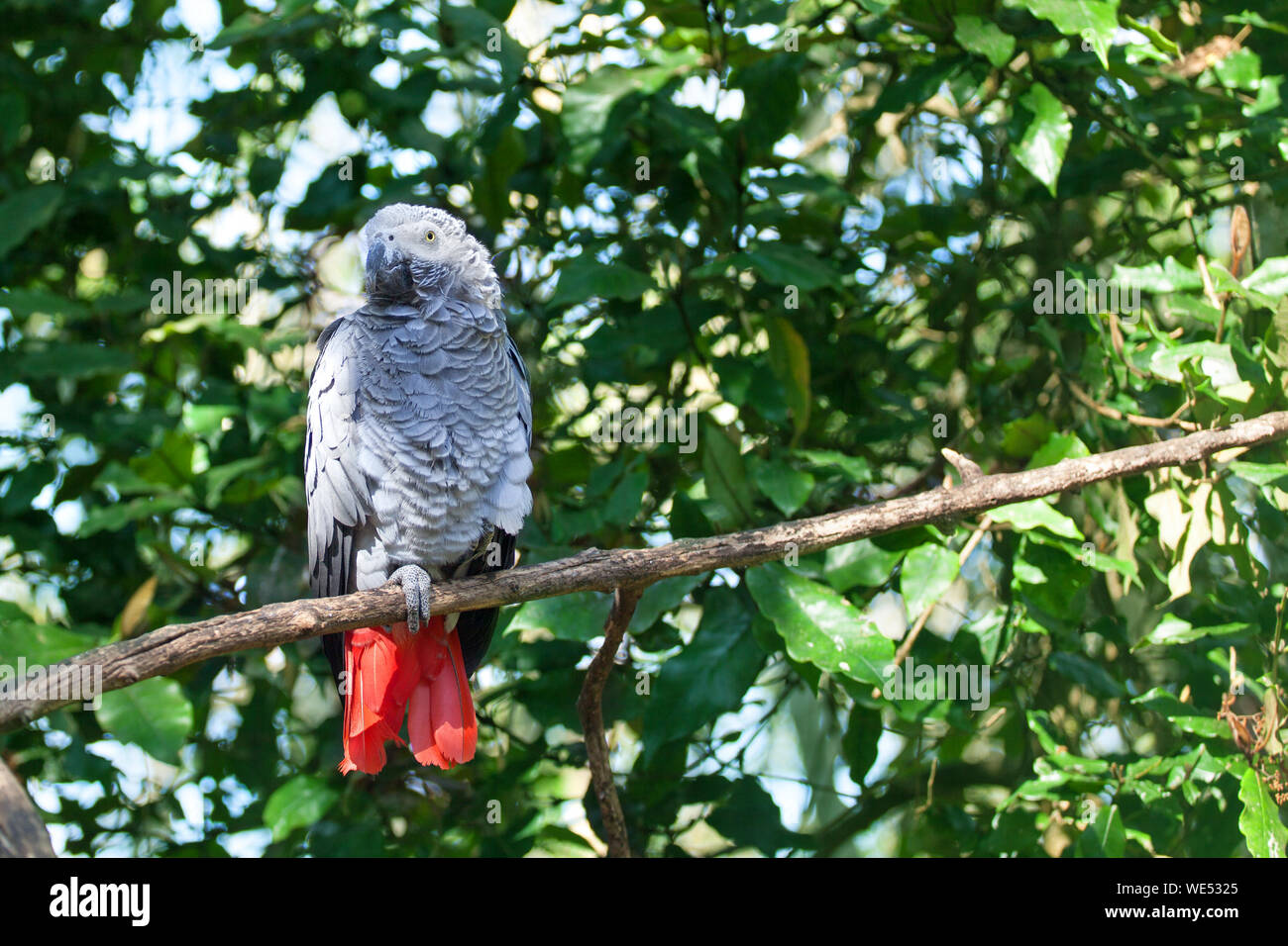 African grey parrot or Psittacus erithacus on green tree close up, gray ...