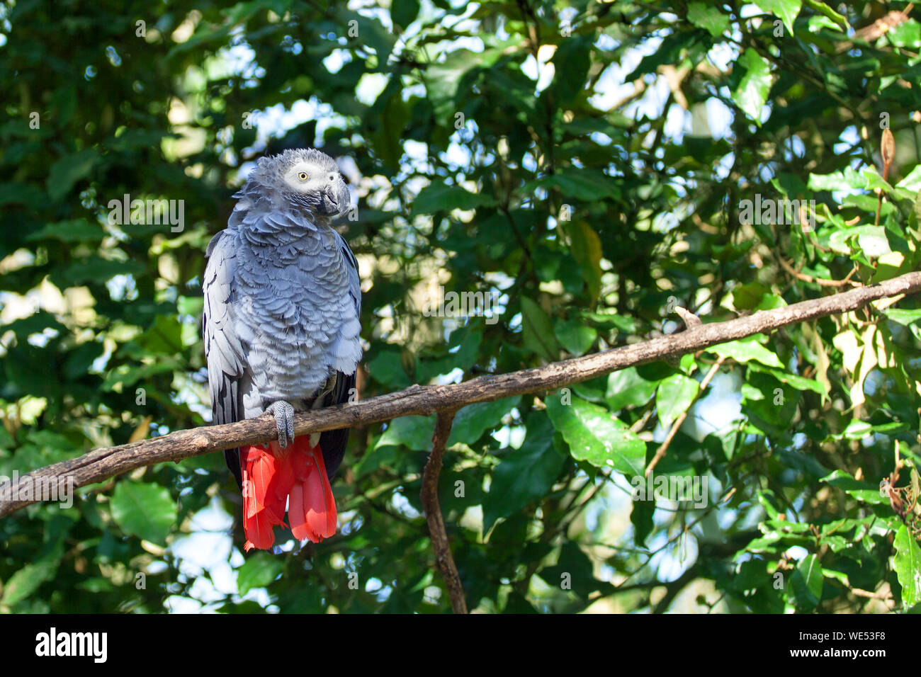 African grey parrot tree hi-res stock photography and images - Alamy