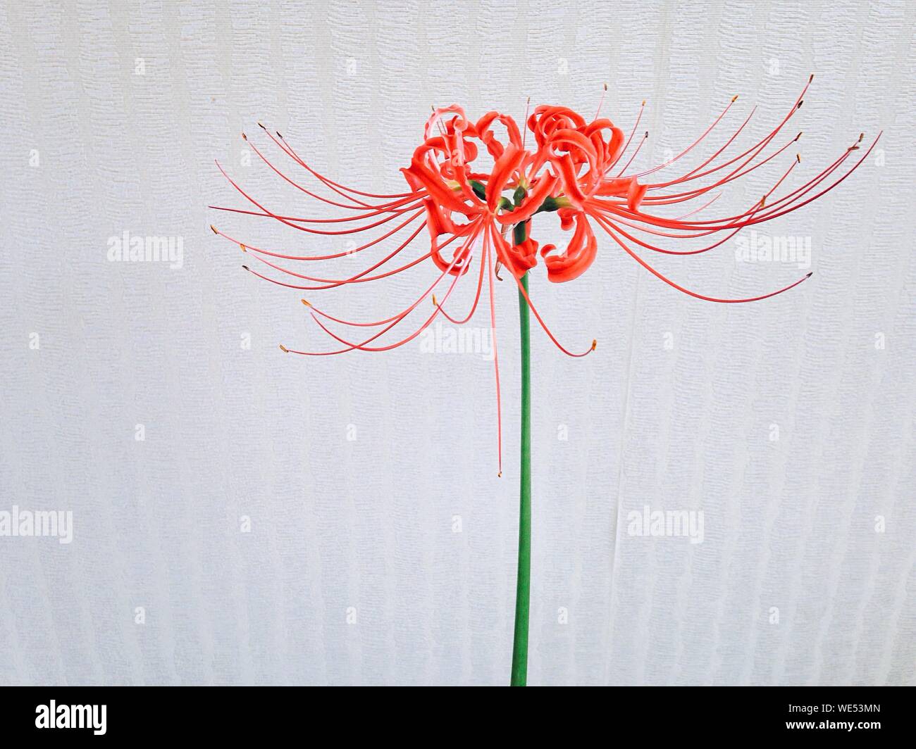 Red Spider Lily High Resolution Stock Photography and Images - Alamy