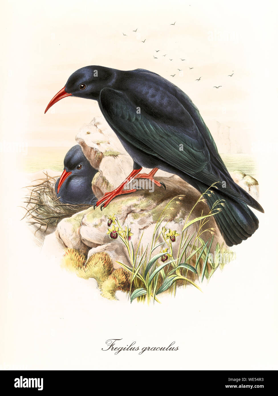 Raven drawing hi-res stock photography and images - Alamy