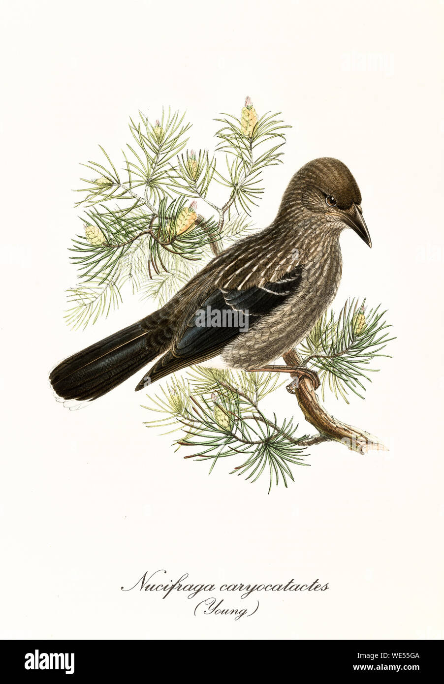 Spotted nutcracker drawing hi-res stock photography and images - Alamy