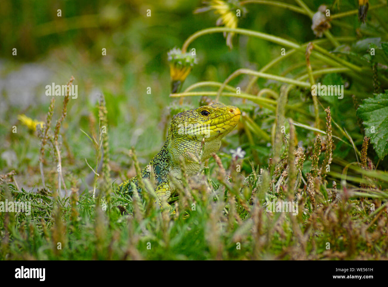 Lizard grass hi-res stock photography and images - Alamy