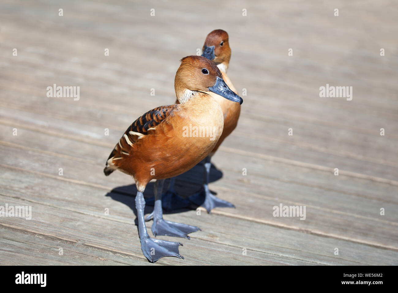 Two dendrocygna bicolor whistling ducks fulvous color on wooden ...