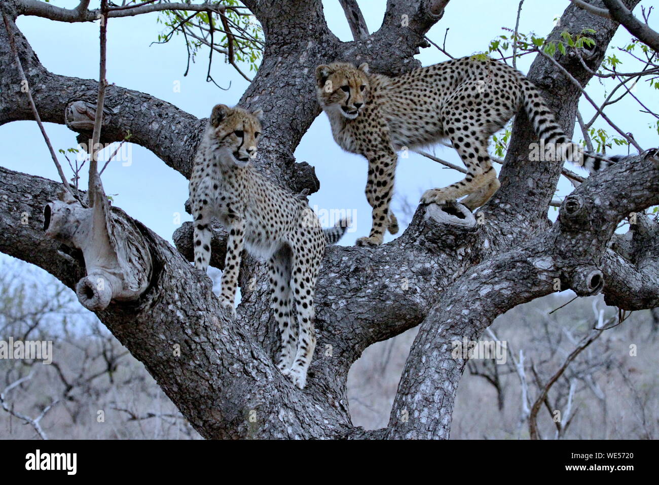 Cheetahs at tree hi-res stock photography and images - Alamy