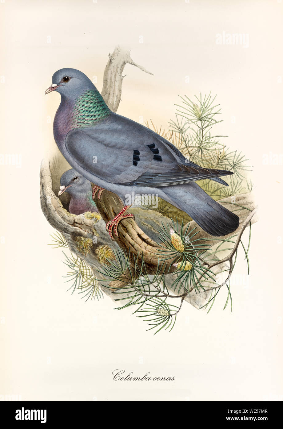 Dove colored hi-res stock photography and images - Alamy