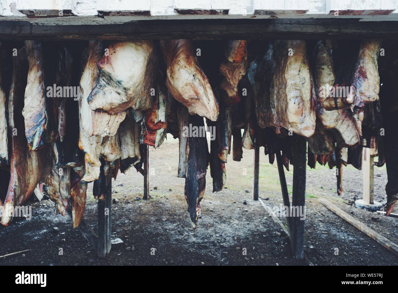 Shark hanging hi-res stock photography and images - Alamy