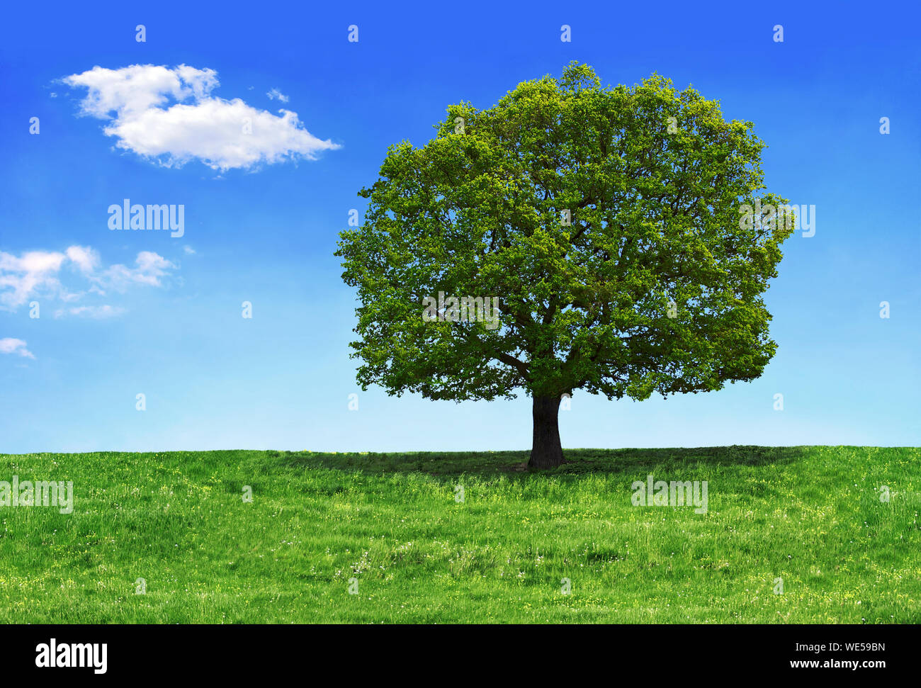 Oak tree branch isolated hi-res stock photography and images - Alamy