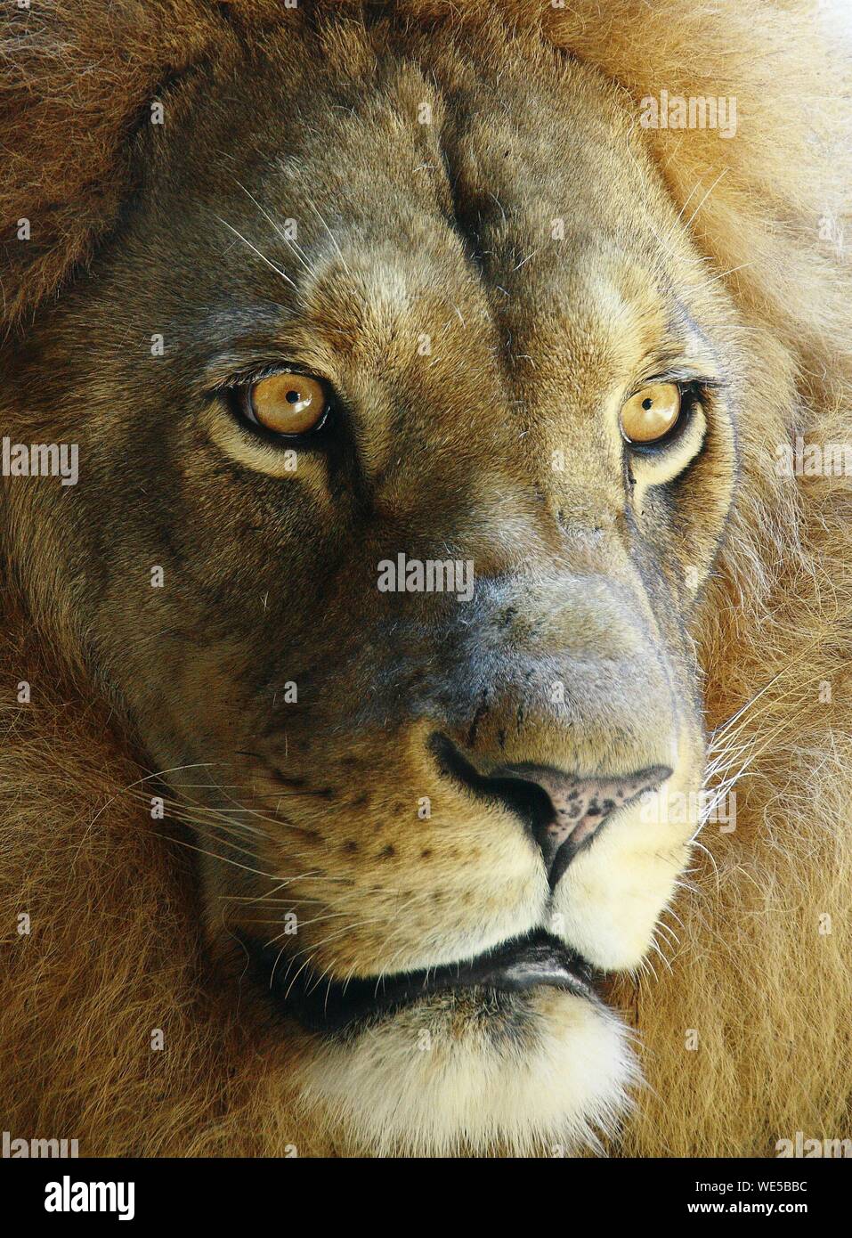Lion portrait male close up hi-res stock photography and images - Alamy