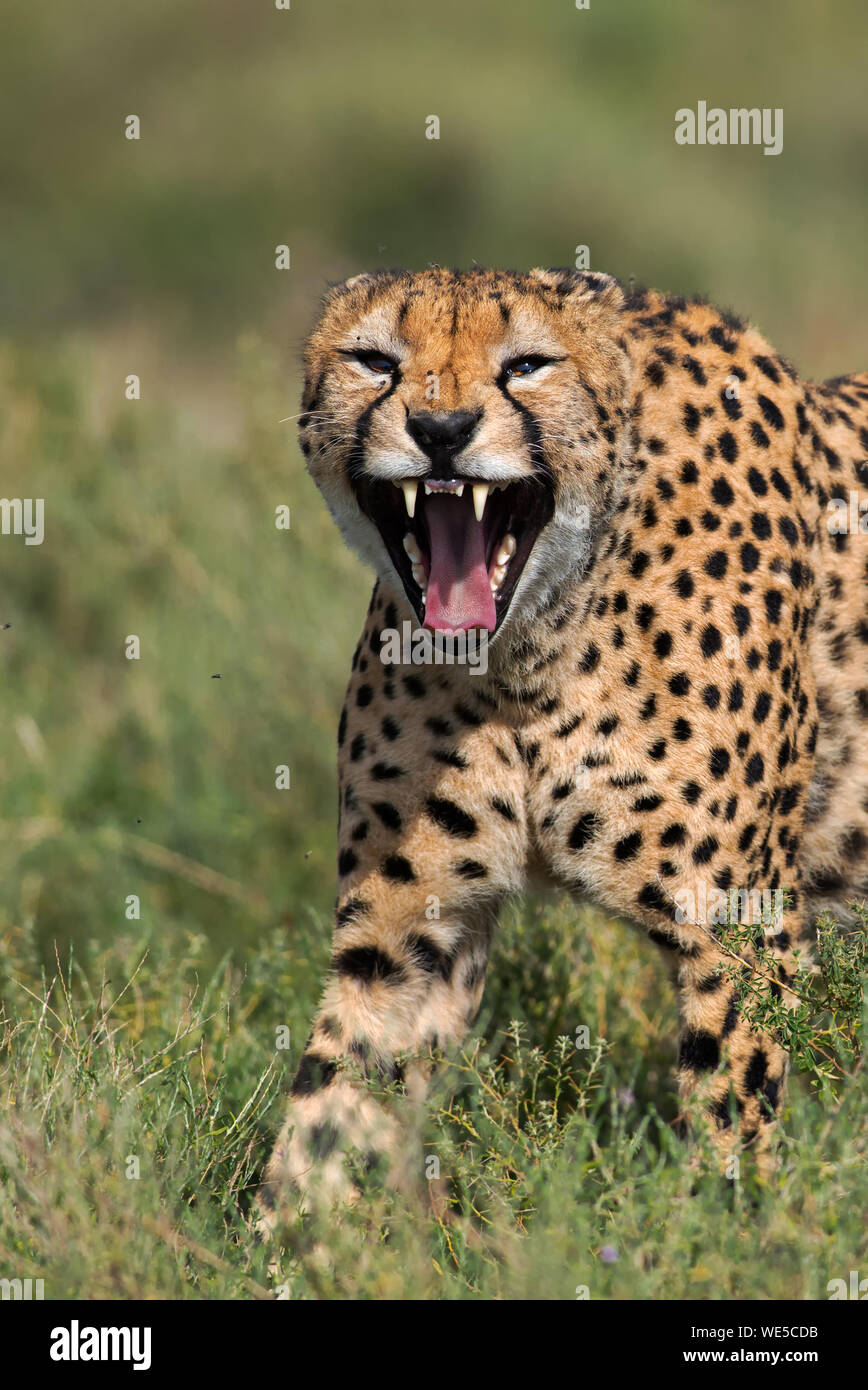 Close up cheetah head mouth hi-res stock photography and images - Alamy