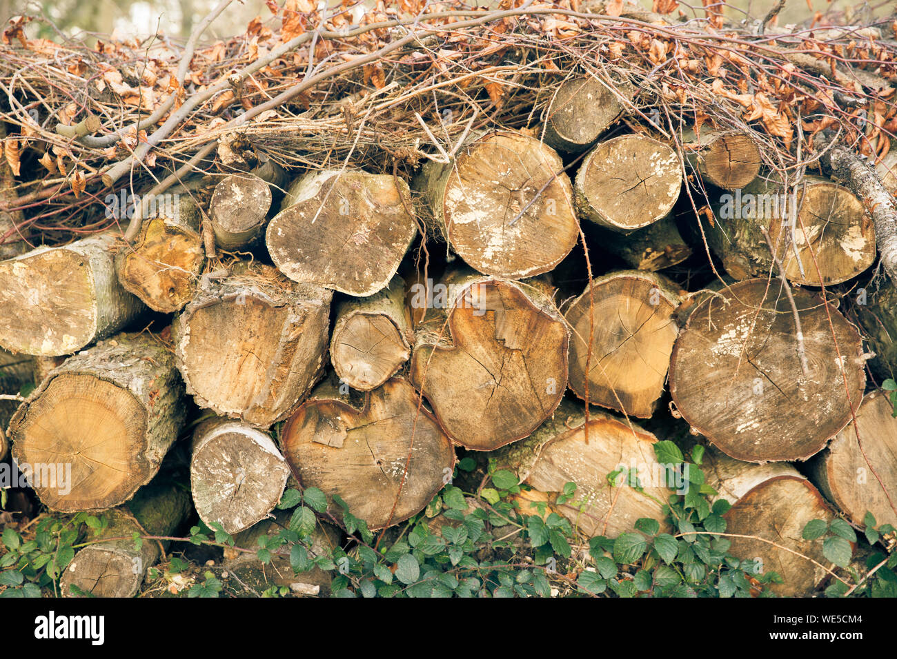Firewood Sticks High Resolution Stock Photography and Images - Alamy