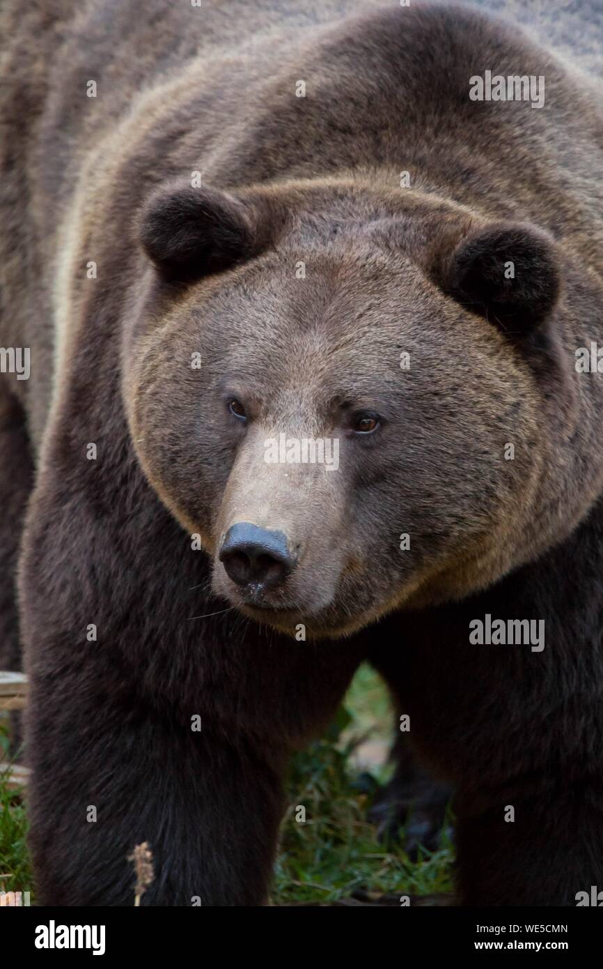 Close up grizzly bear hi-res stock photography and images - Alamy