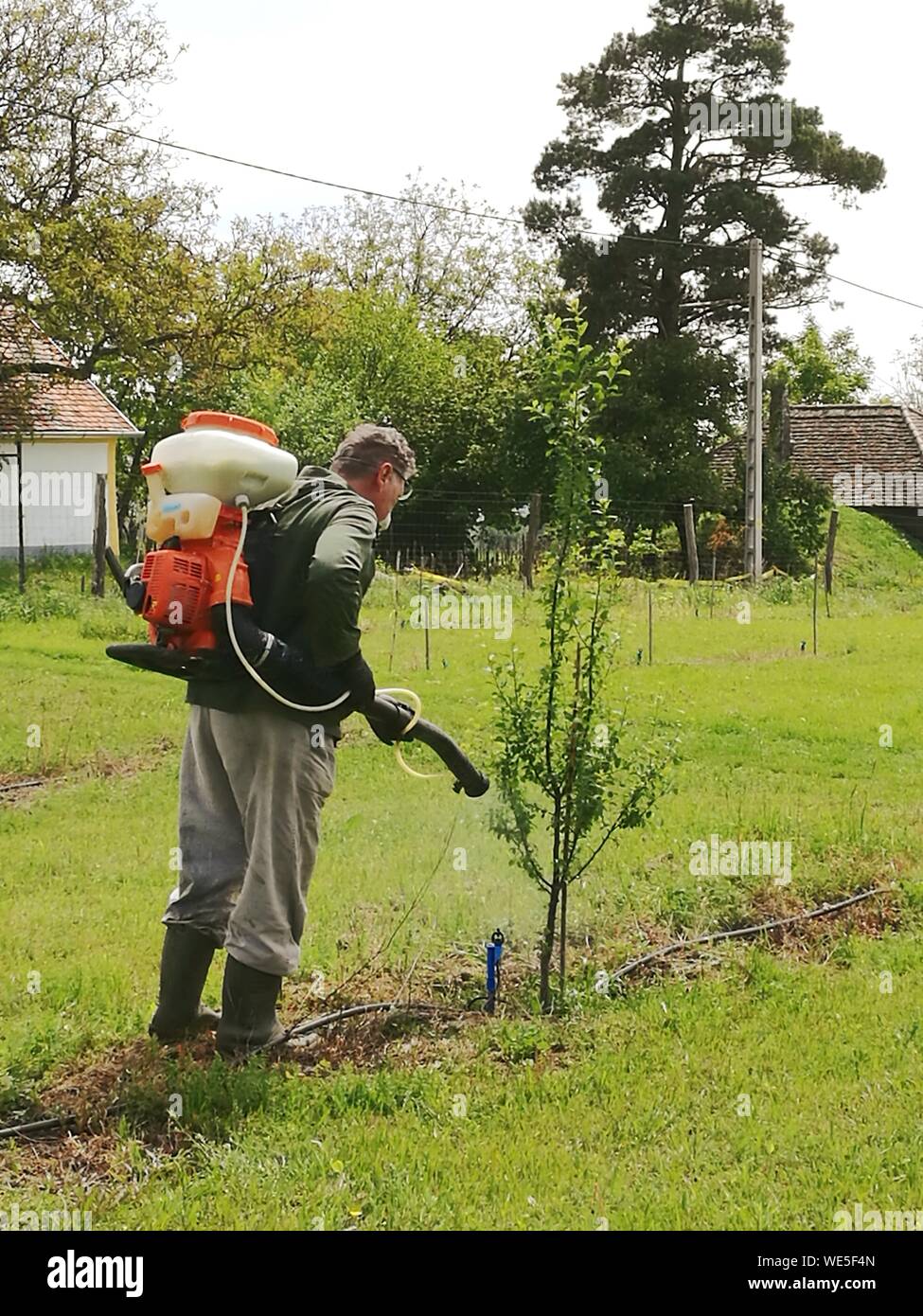 Farmer Spraying Pesticide On Plant Stock Photo - Alamy