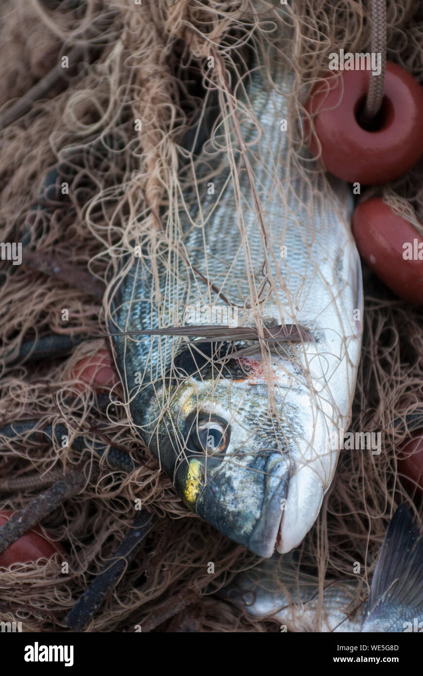 Fish in net and fishing box Stock Photo - Alamy