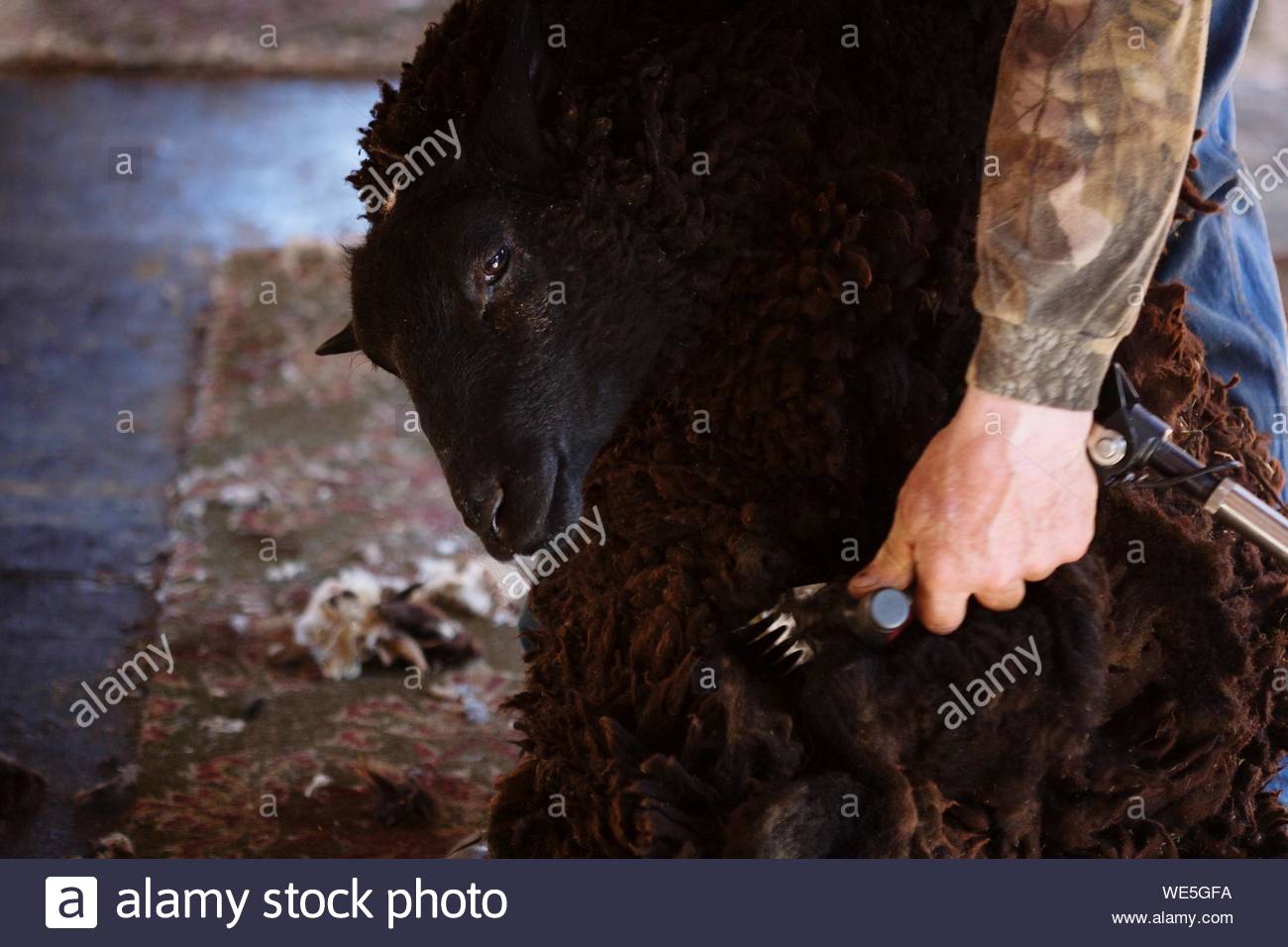 Hand Shearing High Resolution Stock Photography and Images - Alamy