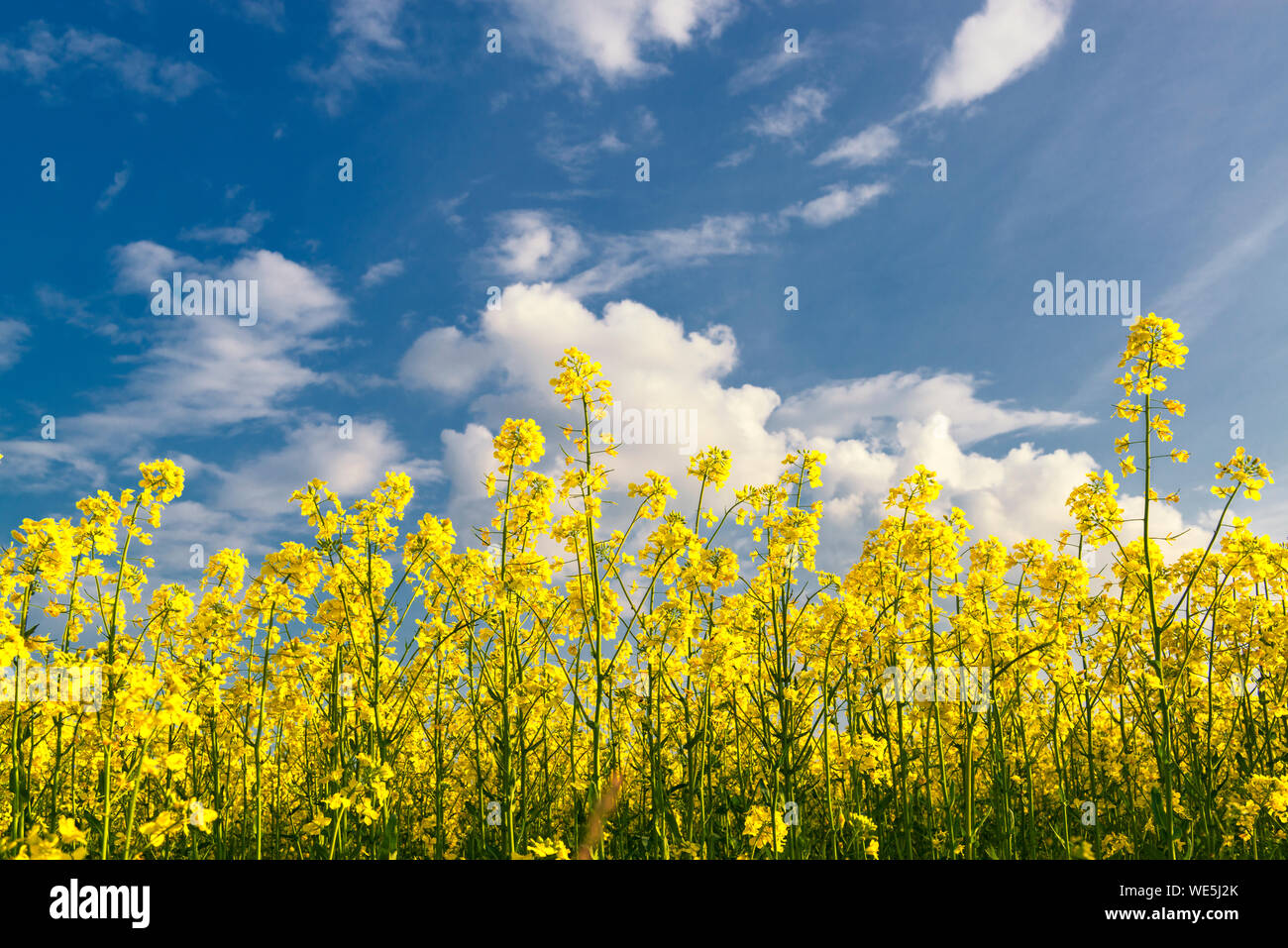 Bright canola field and blue sky. Spring at the countryside Stock Photo ...
