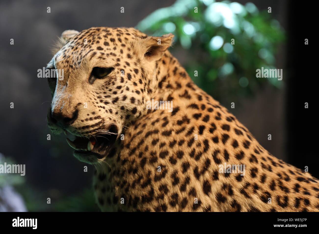 Dead zoo hi-res stock photography and images - Alamy
