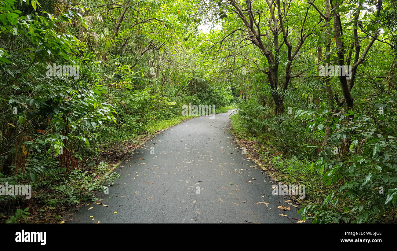 small road in big park, full with tress and river, the lung of bangkok ...