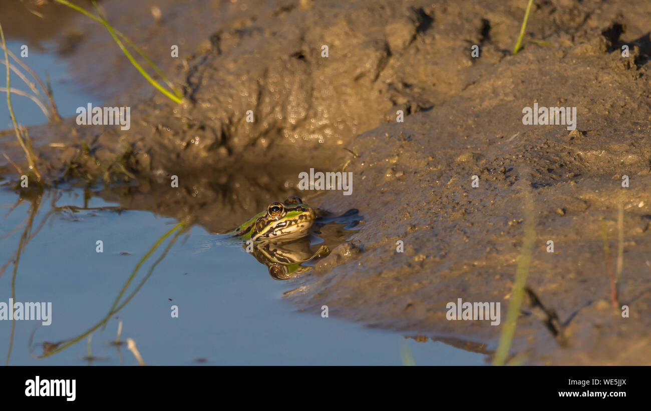 Frog swimming in water hi-res stock photography and images - Alamy