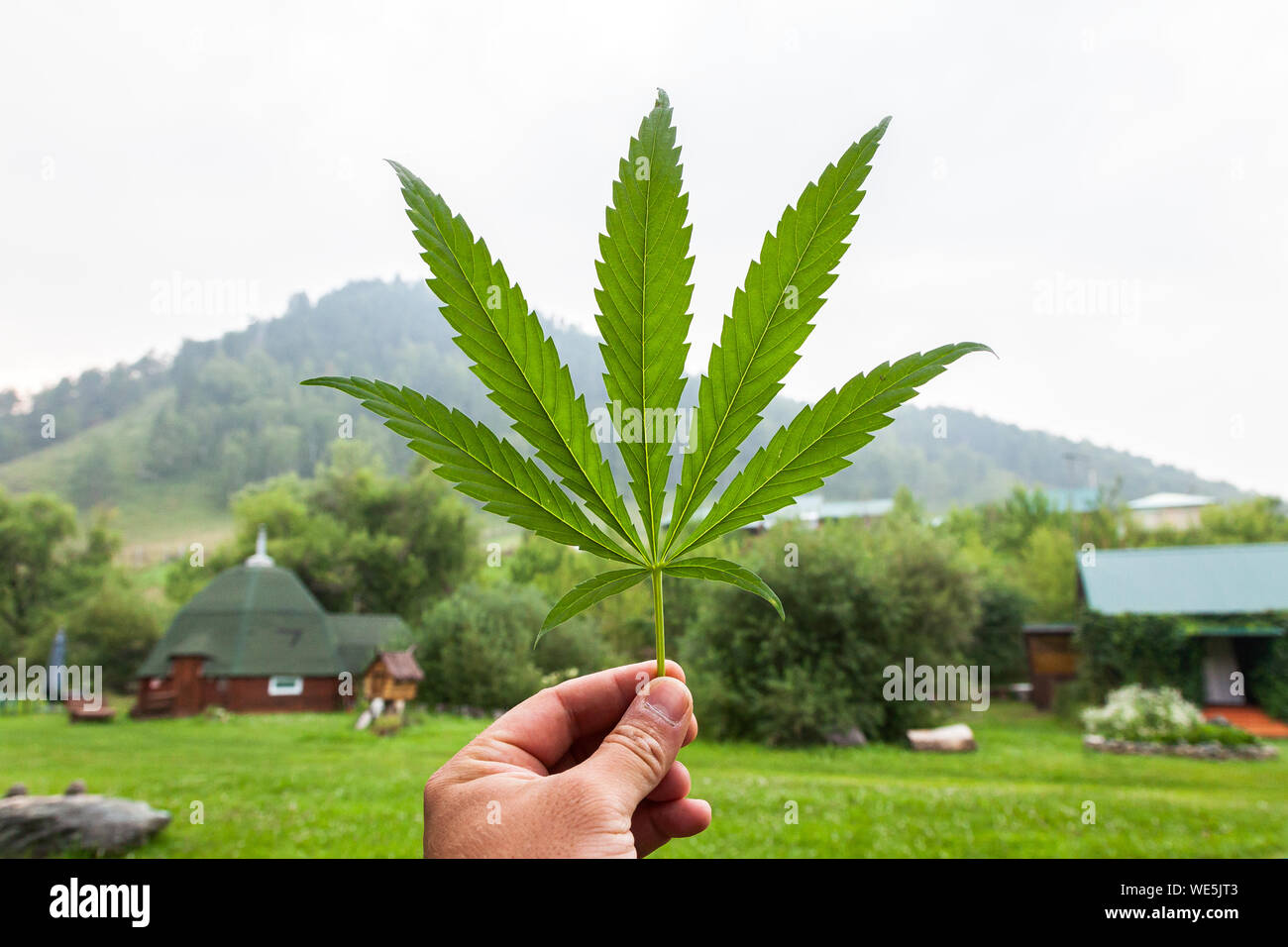 A green hemp sheet lies on the hands of a young woman, in the ...