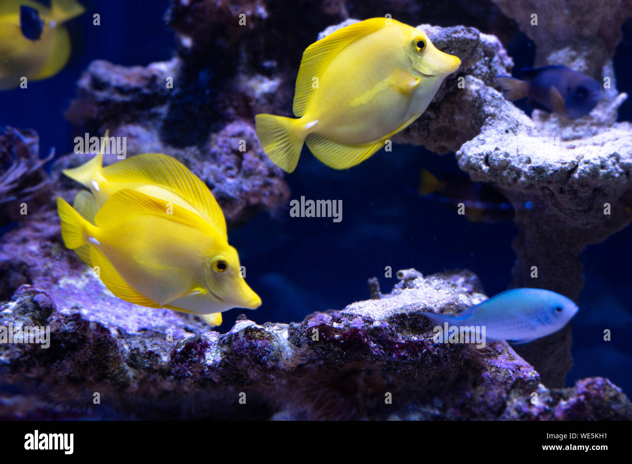 Yellow Tang In Marine Sea High Resolution Stock Photography and Images ...