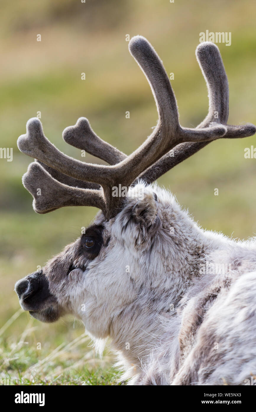 side view close-up natural Svalbard reindeer (rangifer tarandus ...