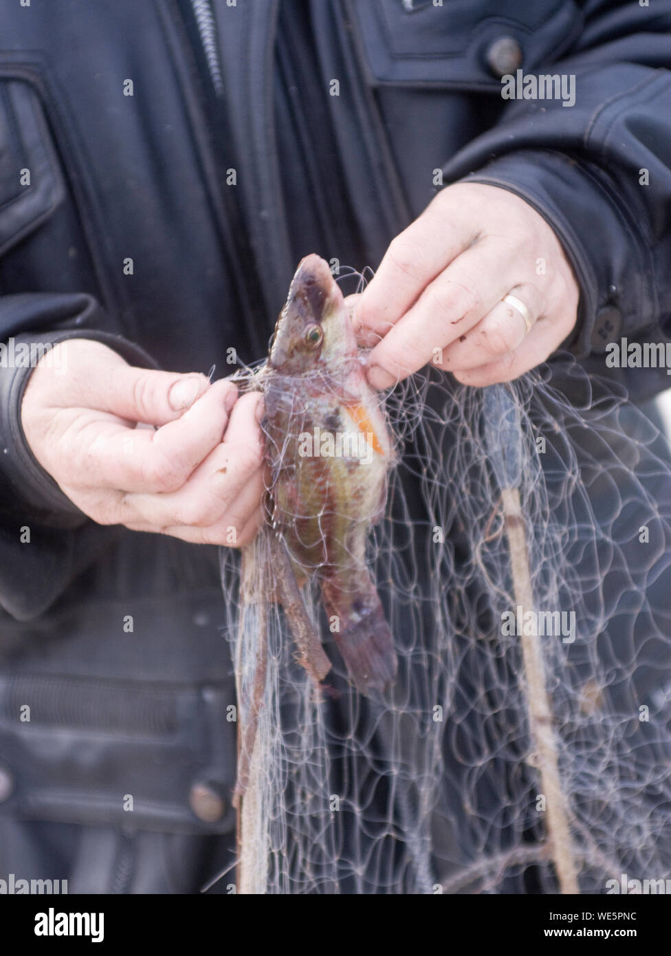 Fish in net and fishing box Stock Photo - Alamy