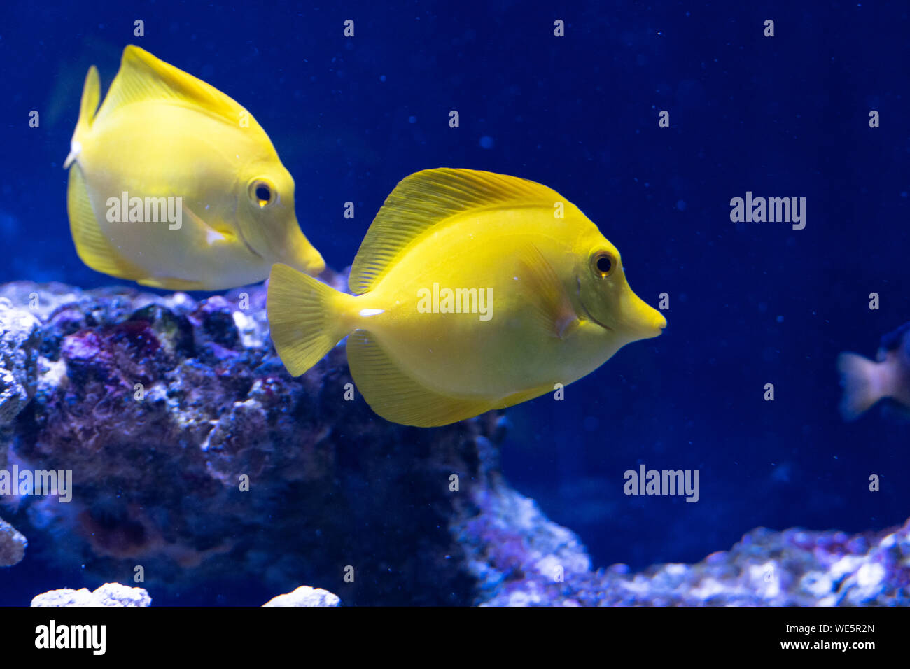 Yellow tang in marine sea hi-res stock photography and images - Alamy