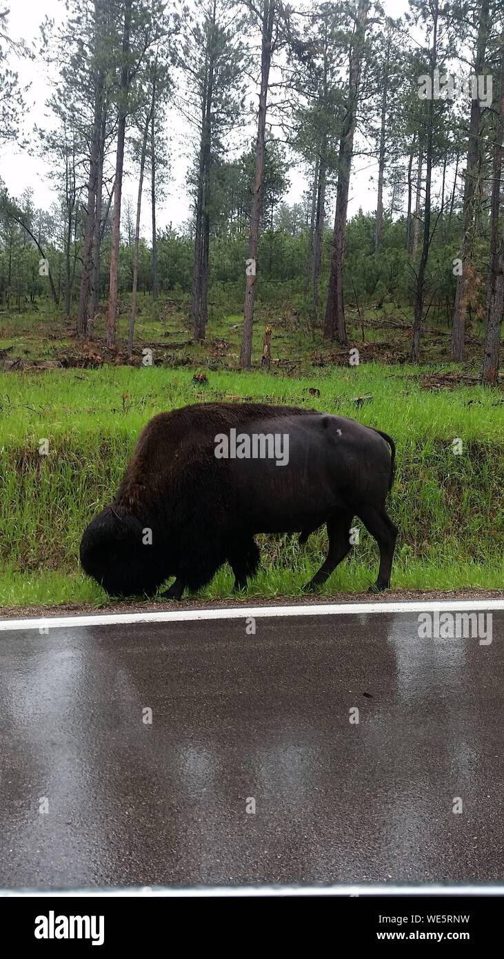 Buffalo trees hi-res stock photography and images - Alamy