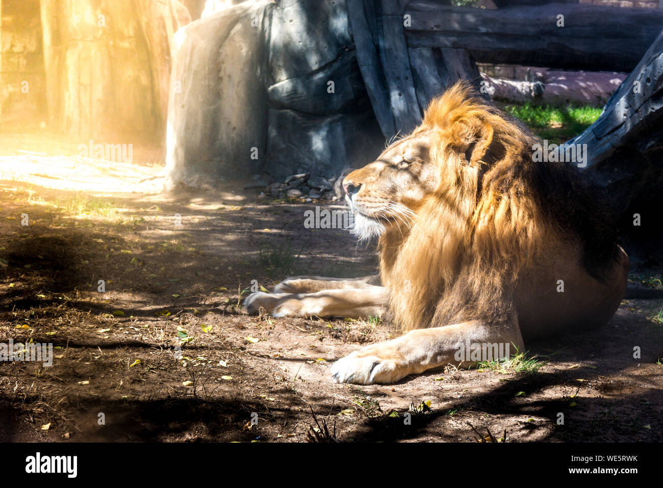 Majestic lion lying down looking at the horizon during sunset in the ...