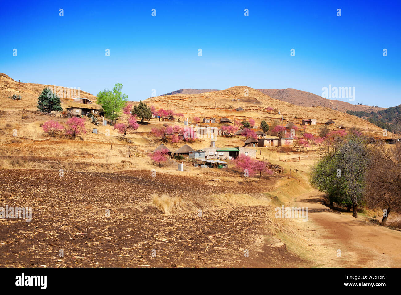 Drakensberg mountains landscape blossom peach trees, pink flowers ...