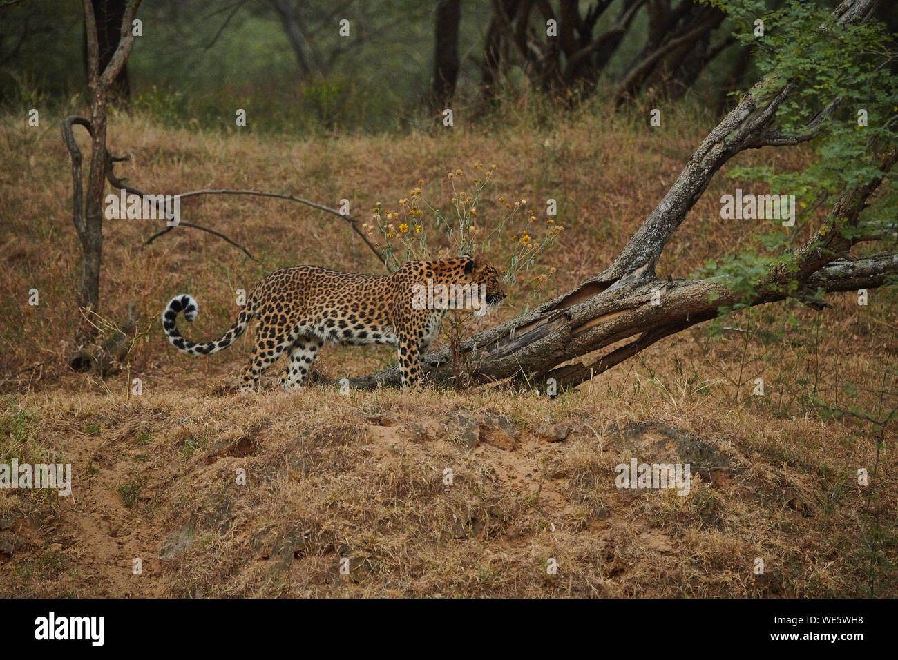 Inside the Jhalana Leopard Sanctuary, situated inside the city of ...