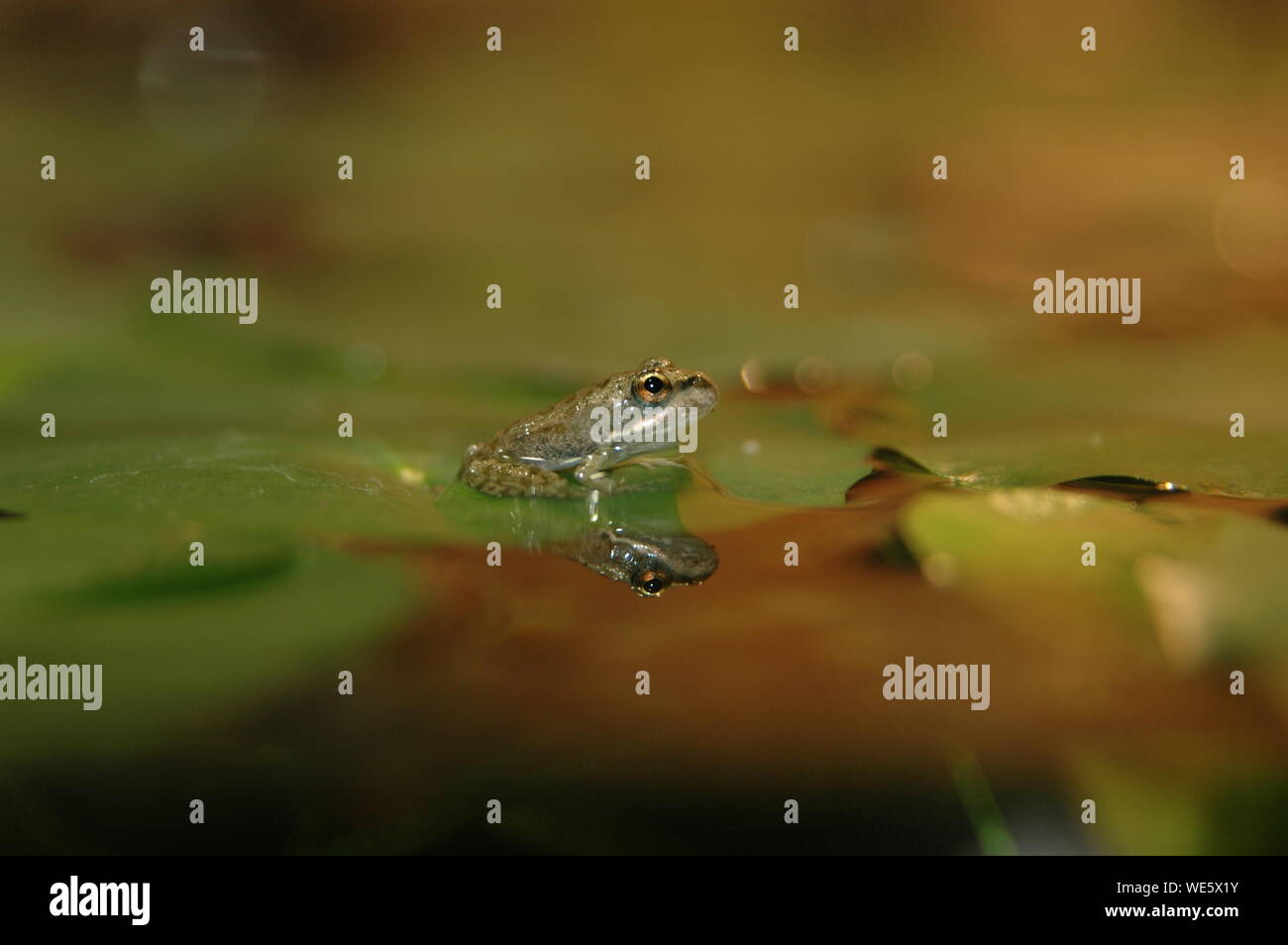 Marsh or lake frog hi-res stock photography and images - Alamy