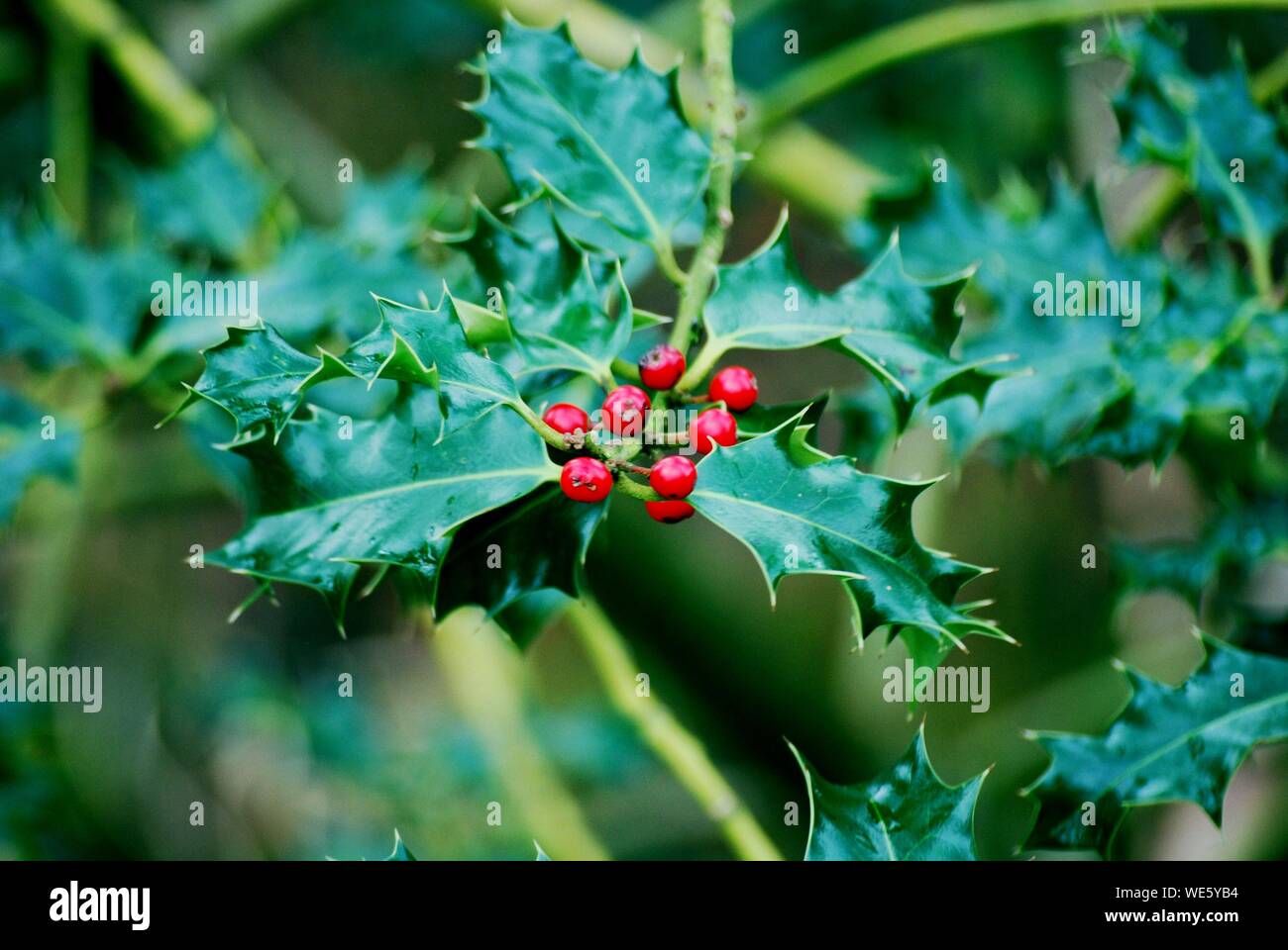 Close up holly hi-res stock photography and images - Alamy