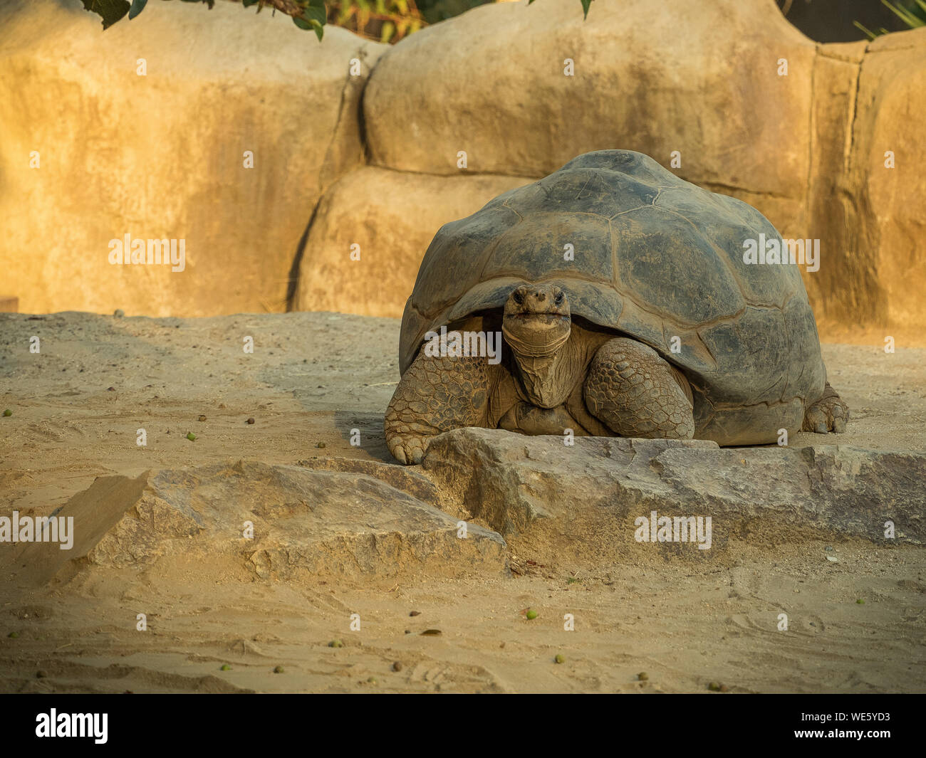 Tortoise Formation High Resolution Stock Photography and Images - Alamy