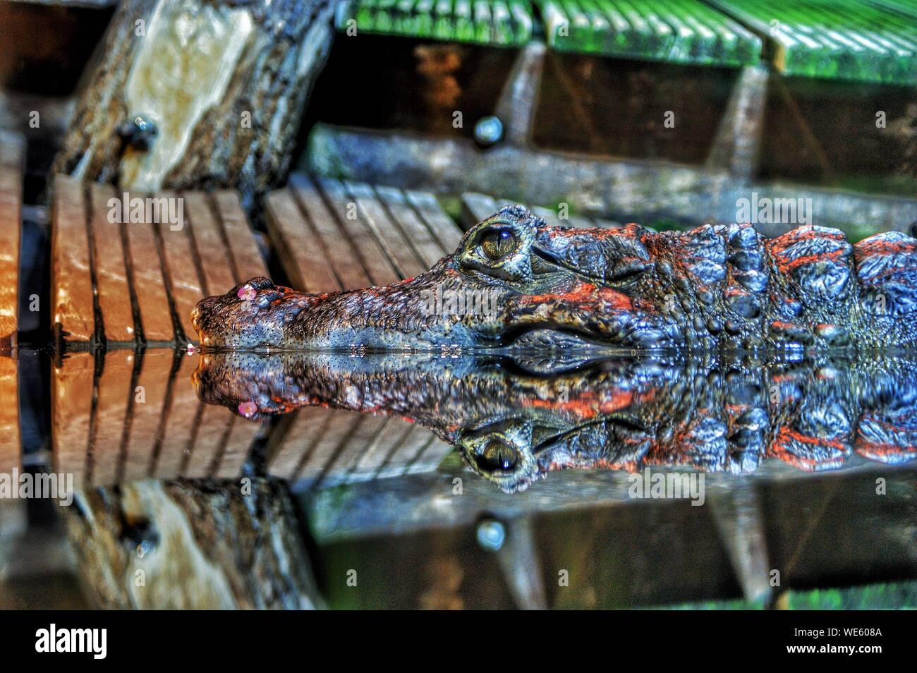 Side view of alligator hi-res stock photography and images - Alamy