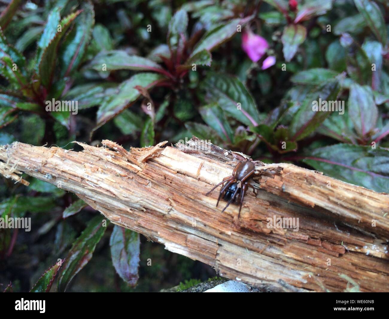 Colombia Insect High Resolution Stock Photography and Images - Alamy