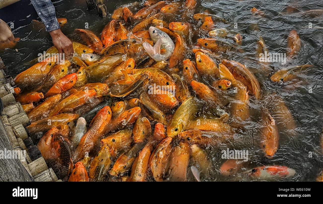 Cropped Hand Touching Fish In Pond Stock Photo - Alamy