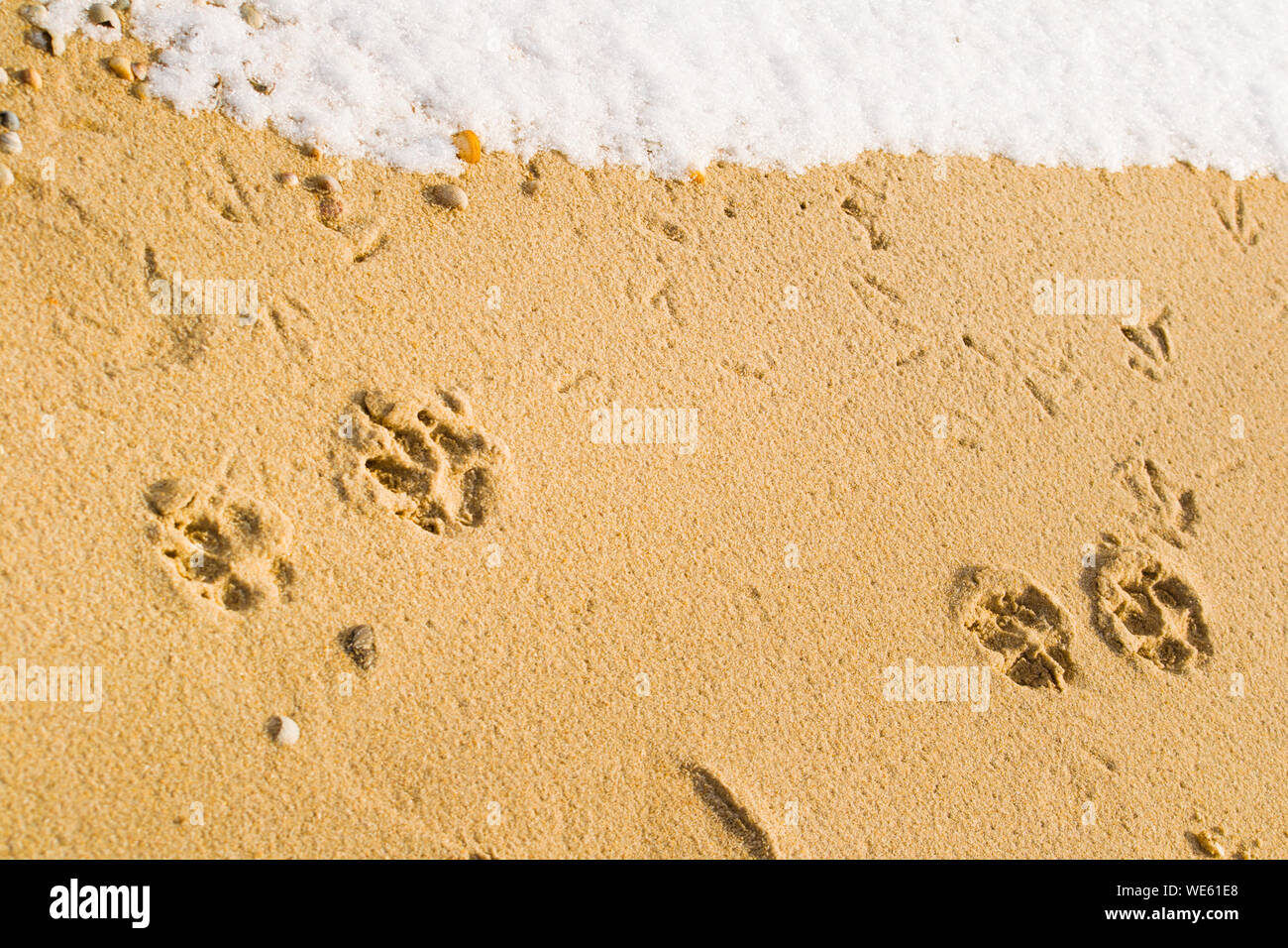 Dog footprint snow hi-res stock photography and images - Alamy