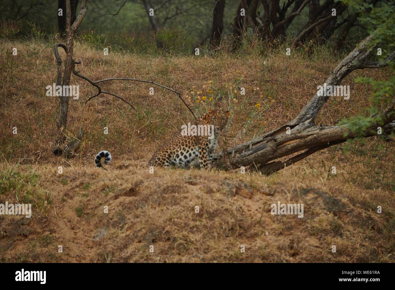 Inside the Jhalana Leopard Sanctuary, situated inside the city of ...