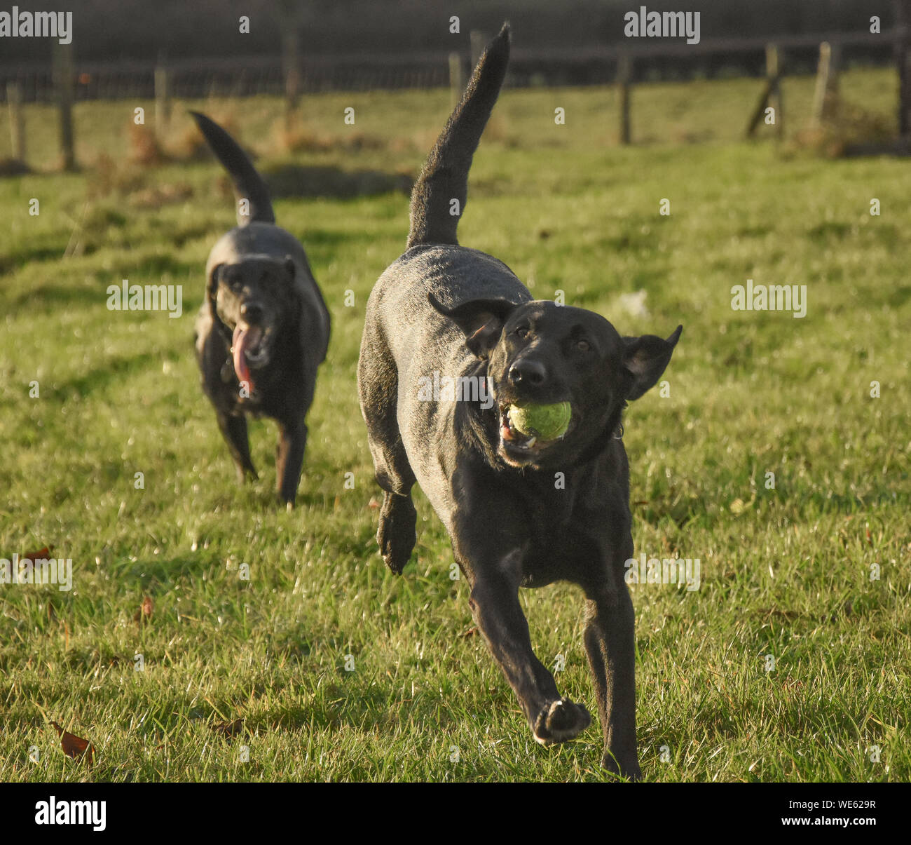 Dogs running in grass hi-res stock photography and images - Alamy